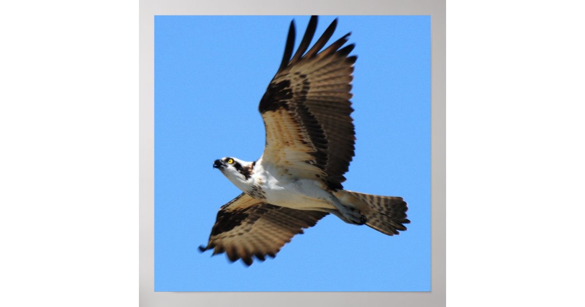 Osprey Bird Poster | Zazzle