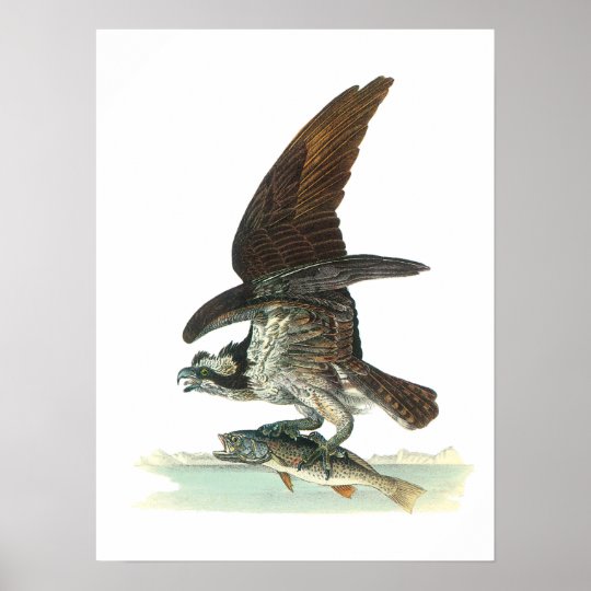 Osprey by Audubon Poster | Zazzle.com
