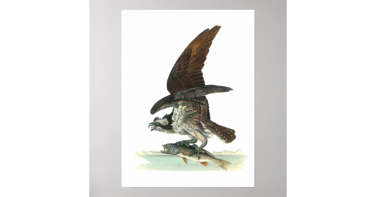 Osprey by Audubon Poster | Zazzle