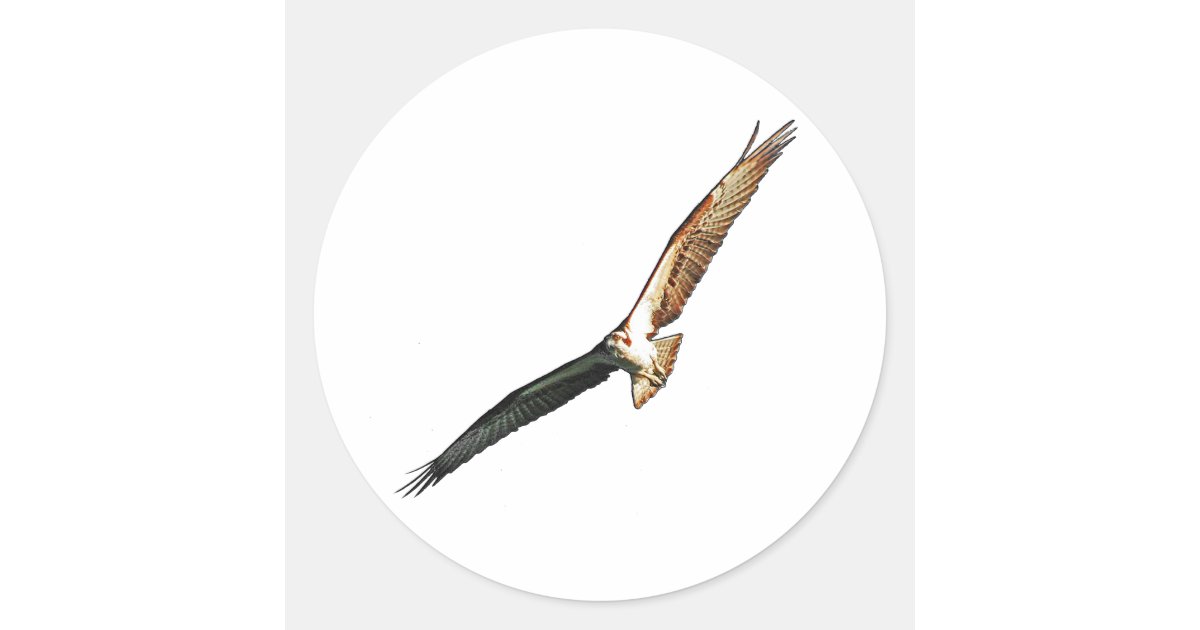 Osprey Classic Round Sticker | Zazzle