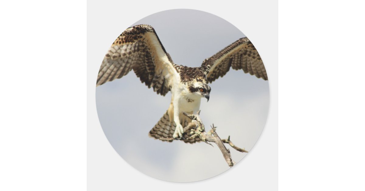 Osprey Classic Round Sticker | Zazzle