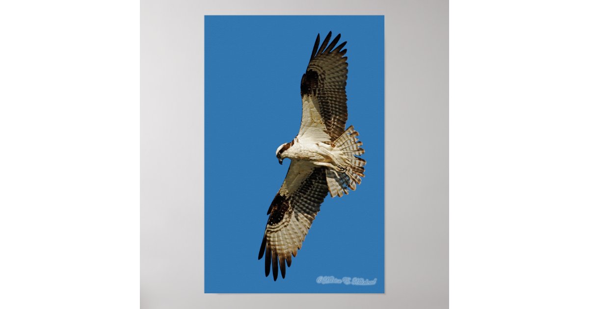 Osprey Hovering Poster | Zazzle