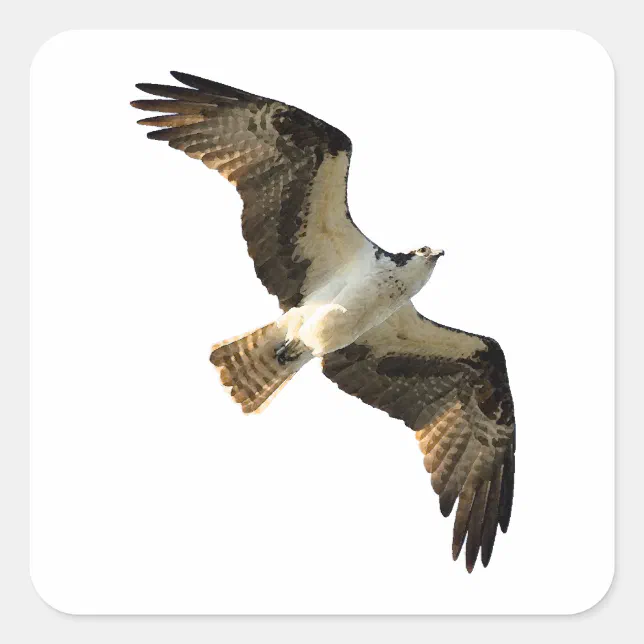 Osprey in Flight Logo Square Sticker | Zazzle