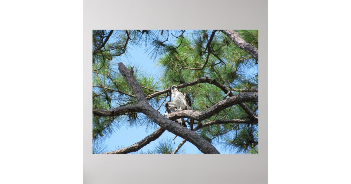 Osprey In Pine Tree Poster | Zazzle