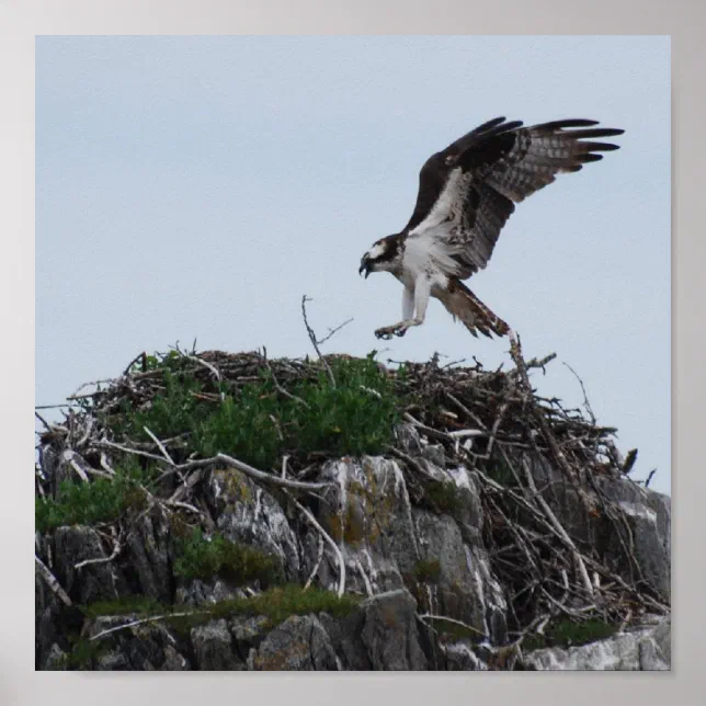 Osprey Landing Poster | Zazzle