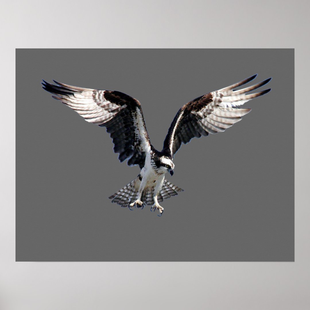 Osprey Poster | Zazzle