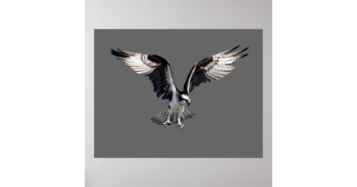 Osprey Poster | Zazzle