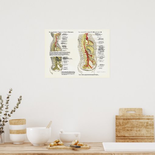 Osteopathic Sympathetic Chain Nerve Poster | Zazzle