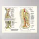 Osteopathic Sympathetic Chain Nerve Poster | Zazzle