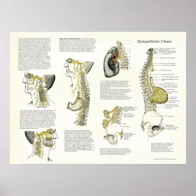 Osteopathic Sympathetic Chain Nerve Poster | Zazzle