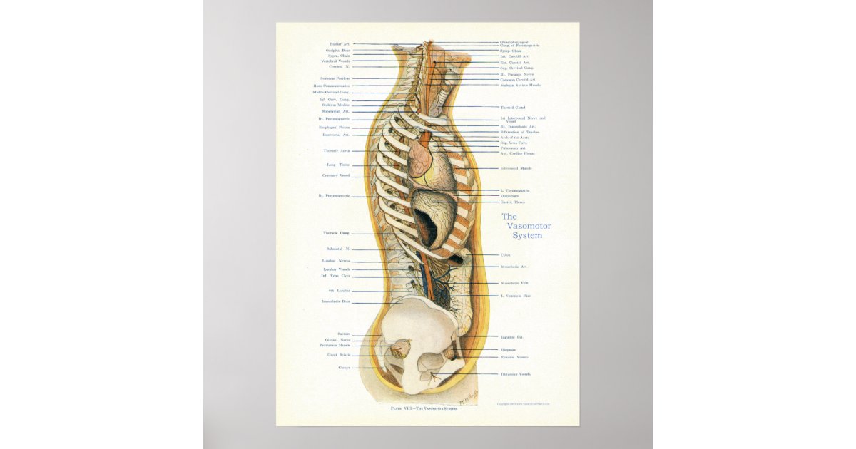 Osteopathic Vasomotor System Poster | Zazzle