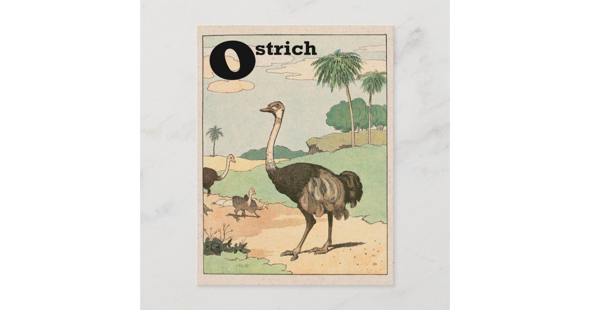 Ostrich Alphabet Letter Postcard | Zazzle