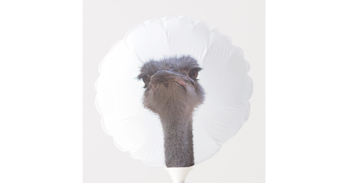ostrich balloon | Zazzle