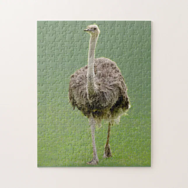 Ostrich Jigsaw Puzzle | Zazzle