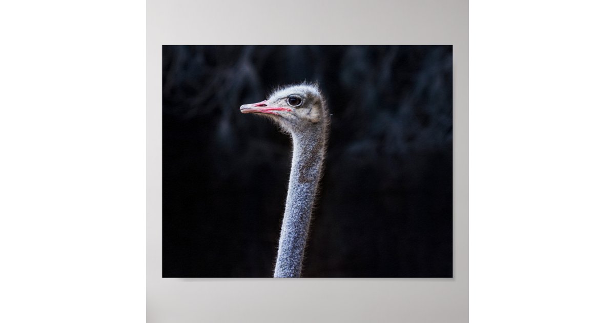 ostrich portrait poster | Zazzle