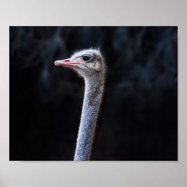 ostrich portrait poster | Zazzle