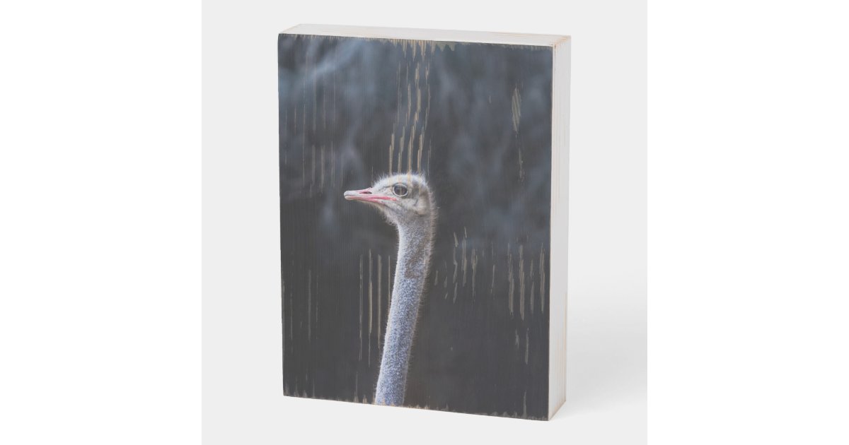 ostrich portrait wooden box sign | Zazzle