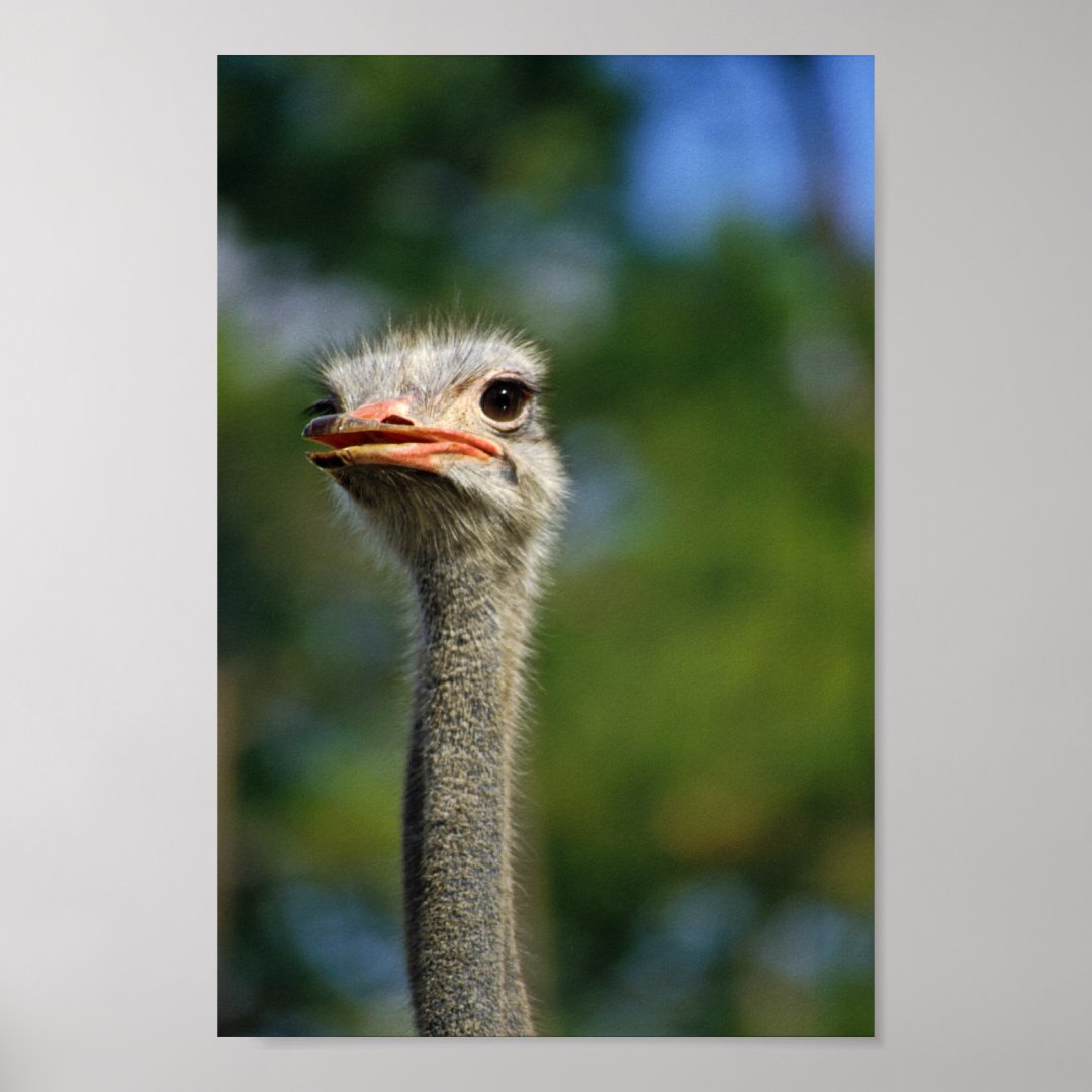 Ostrich Poster | Zazzle