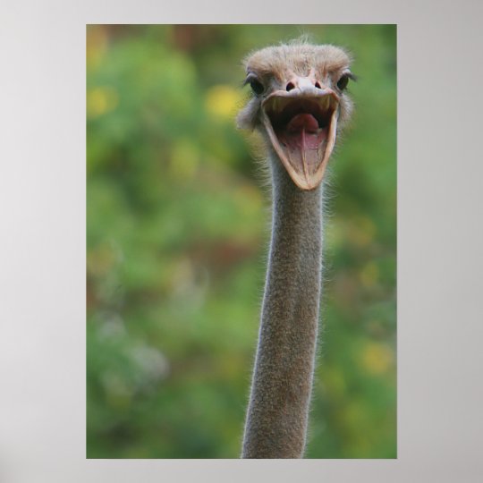 Ostrich Poster | Zazzle.com