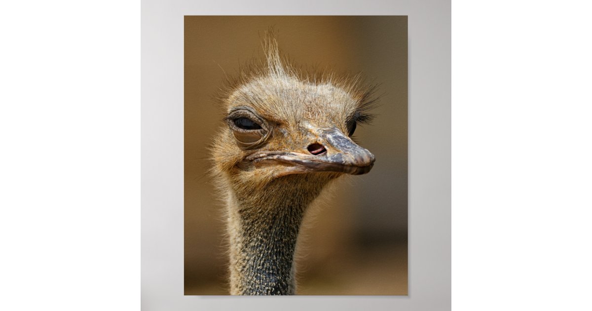 ostrich poster | Zazzle
