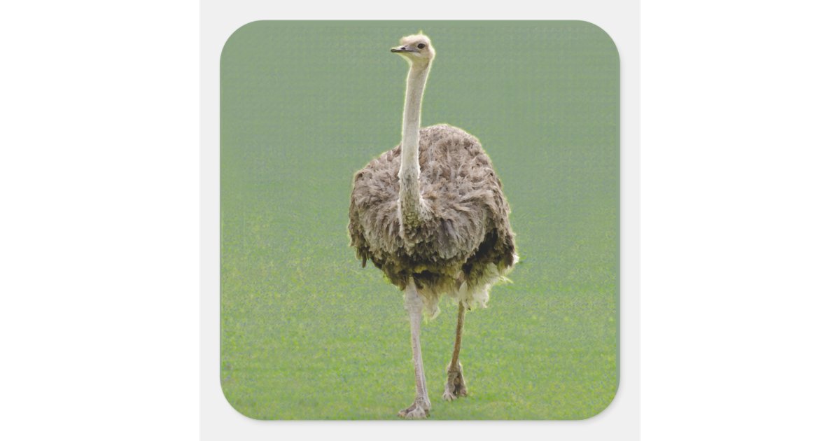 Ostrich Sticker | Zazzle