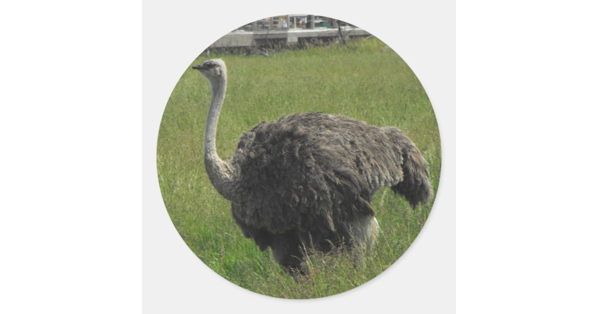 Ostrich Sticker | Zazzle