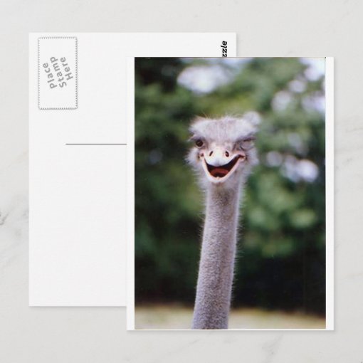 Ostrich Winking - Funny Postcard | Zazzle