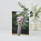 Ostrich Winking - Funny Postcard | Zazzle