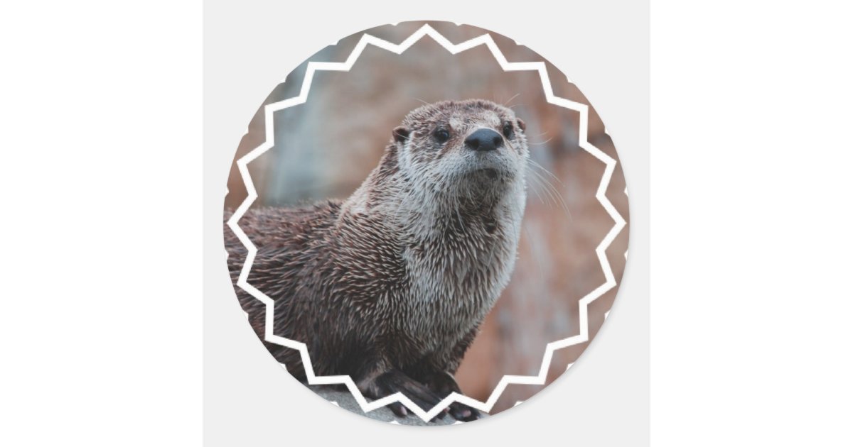 Otter Photo Stickers | Zazzle