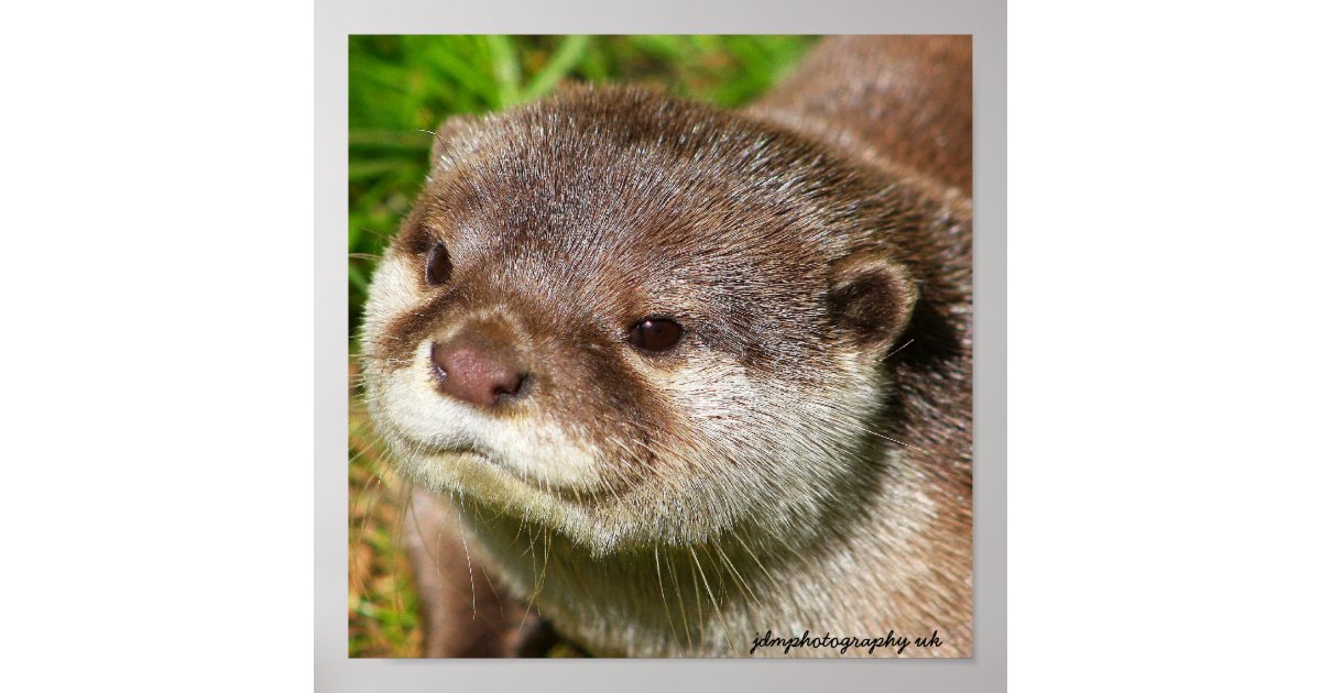 Otter Portrait Poster | Zazzle