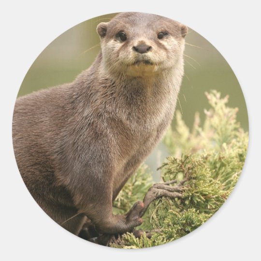 Otter Stickers | Zazzle.com