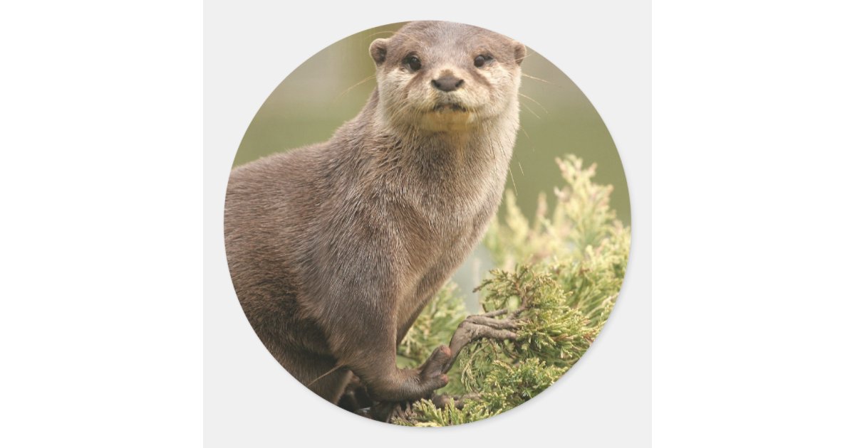 Otter Stickers | Zazzle