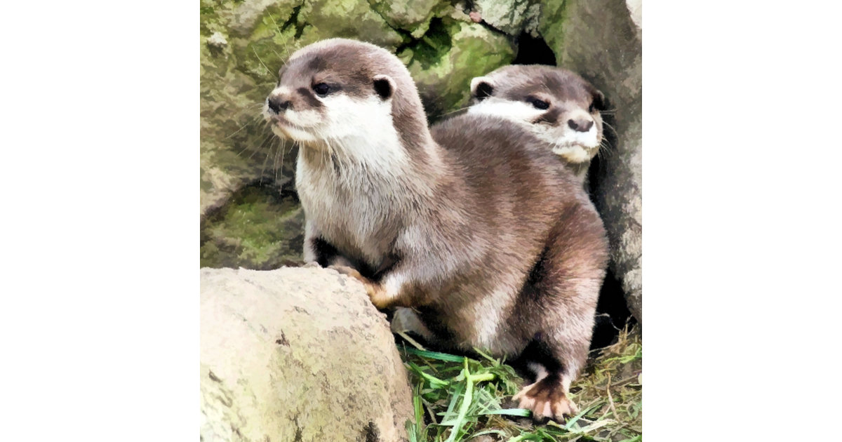 OTTERS POCKET FOLDER | Zazzle