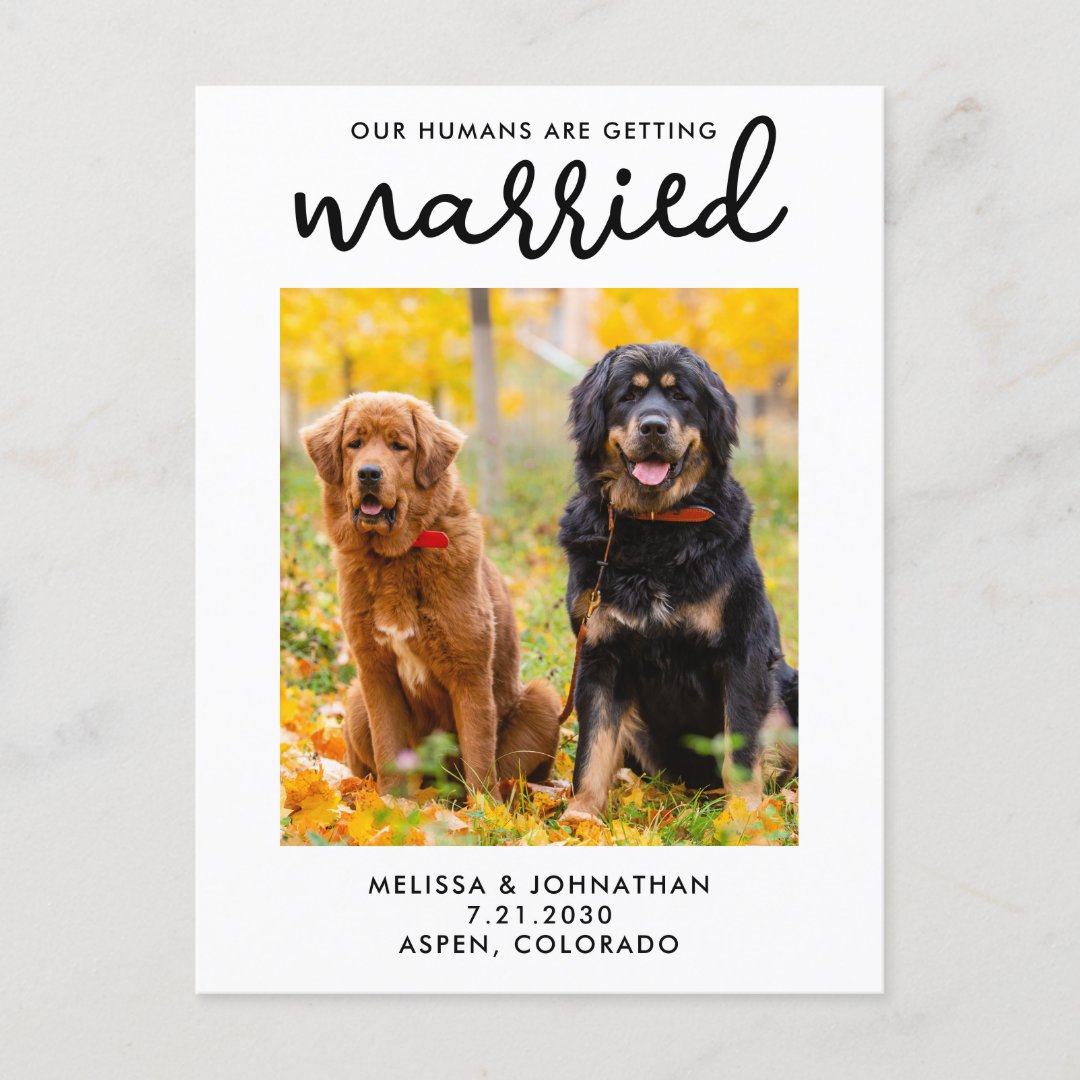 Our Humans Are Getting Married Dog Save The Date Announcement Postcard ...