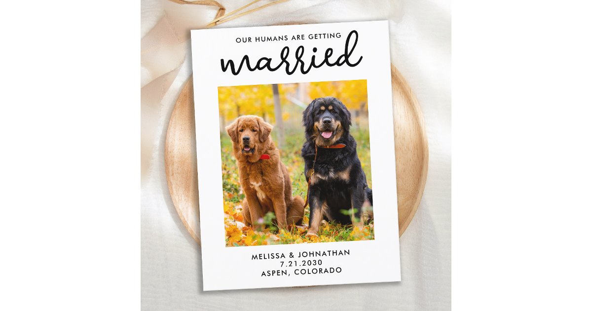 Our Humans Are Getting Married Dog Save The Date Announcement Postcard ...