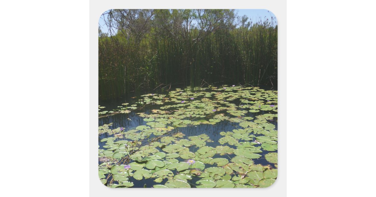 Outback Lily Pads Sticker | Zazzle