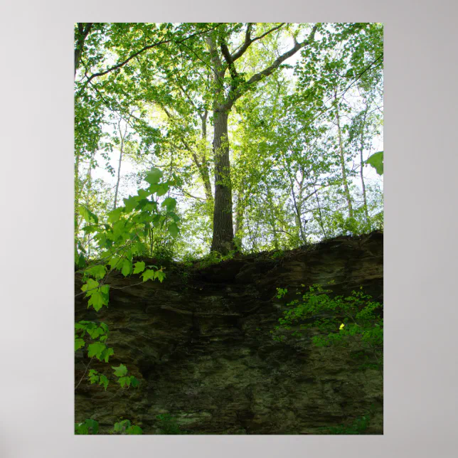 Outdoor trees poster | Zazzle