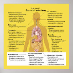 Overview Of Bacterial Infections Poster Zazzle