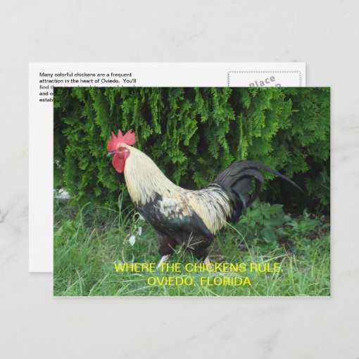 Oviedo Chickens Postcard | Zazzle Oviedo Chickens Postcard | Zazzle