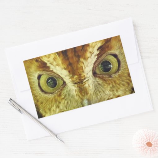 Owl Eyes Screech Owl Sticker | Zazzle