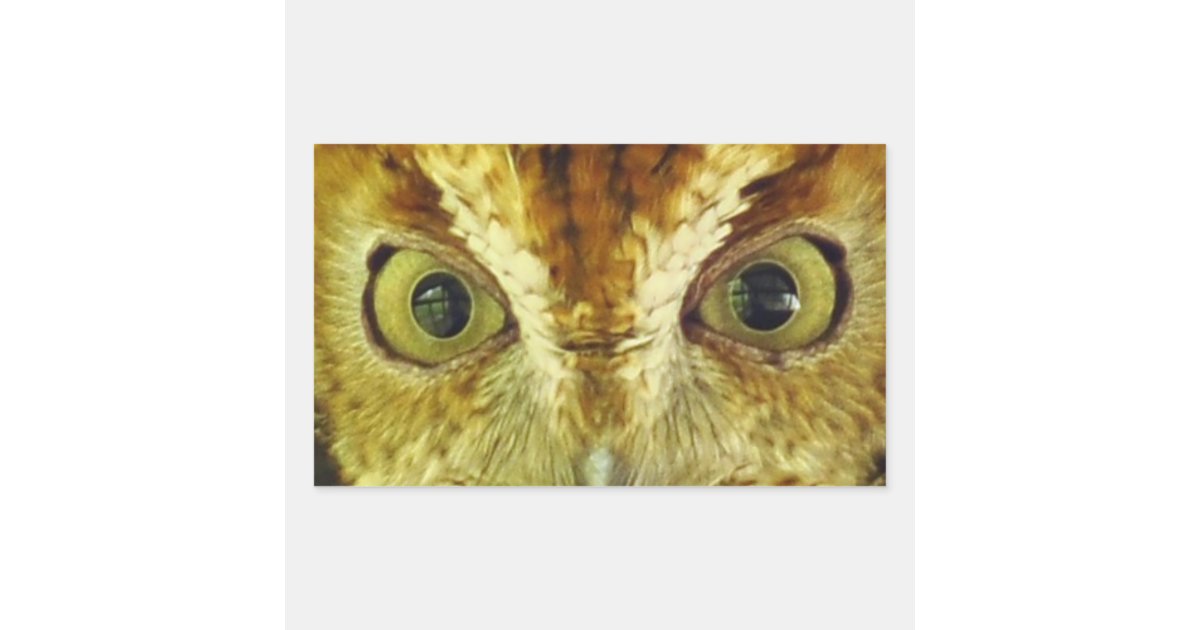 Owl Eyes Screech Owl Sticker | Zazzle