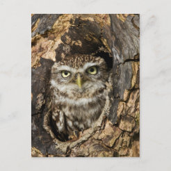 Owl Postcards - No Minimum Quantity | Zazzle