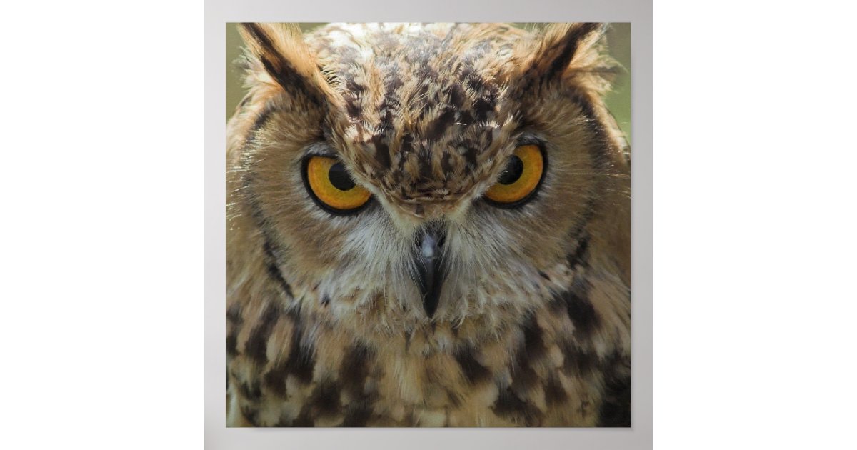 Owl Photo Poster Print | Zazzle
