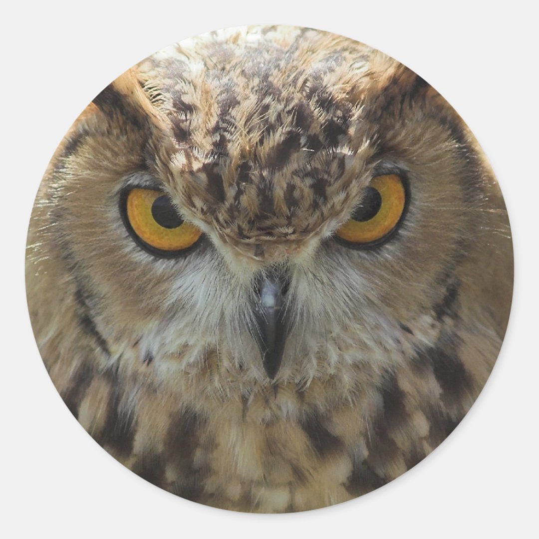 Owl Photo Stickers | Zazzle