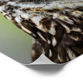 Owl Poster | Zazzle