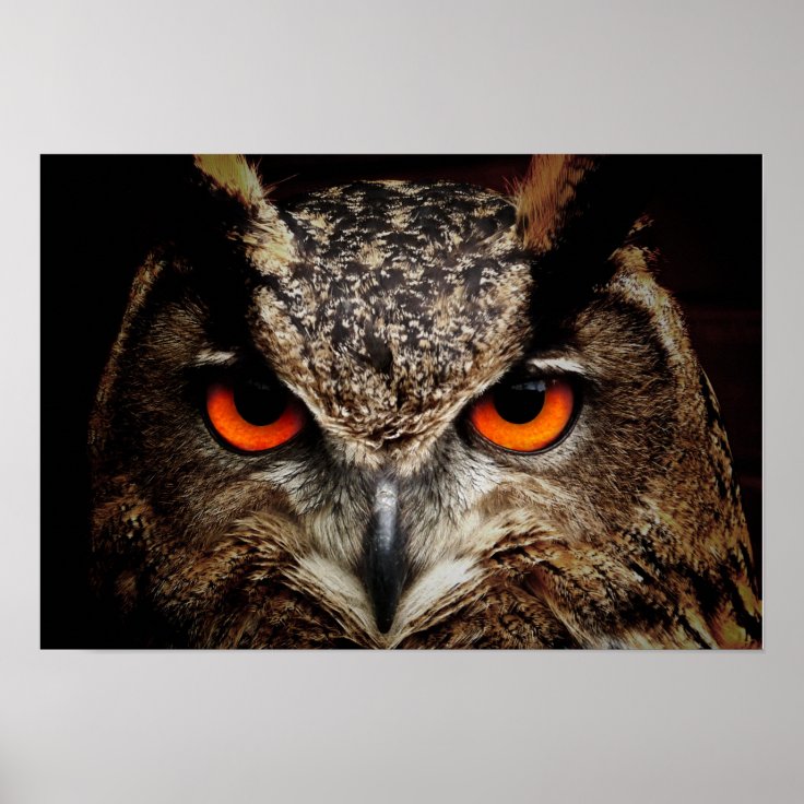 Owl Poster | Zazzle