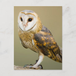 Owl Postcards - No Minimum Quantity | Zazzle