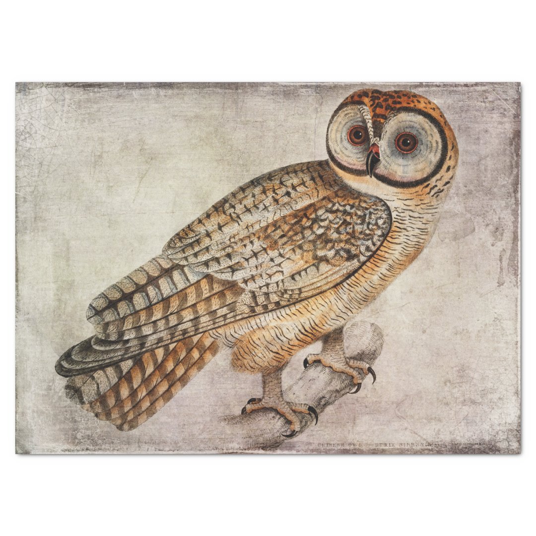 Owl Tissue or Decoupage Paper | Zazzle