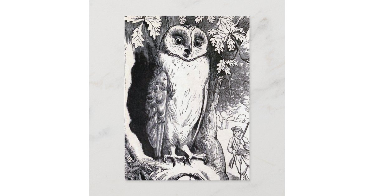 "Owl" Vintage Illustration Postcard | Zazzle