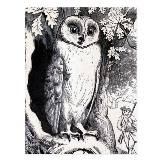 "Owl" Vintage Illustration Postcard | Zazzle.com